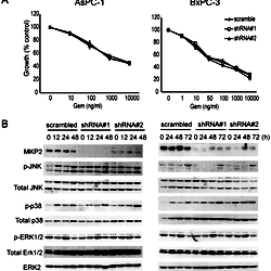 Knockdown of MKP2 does not affect JNK/p38 MAPK signaling activity or pancreatic cancer ...