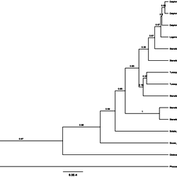 Species tree estimated with the *BEAST method.