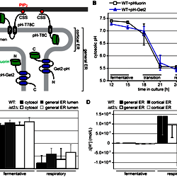 H+ gradients across the ER membrane depend on transition to respiration.