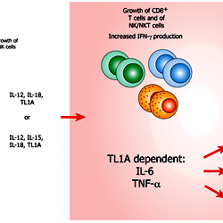 Proposed role of TL1A in the induction of inflammation and Th17 ...