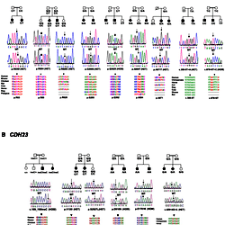 Analysis of segregation and conservation of novel variants in USH1C and ...