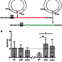 CRISPR DNA interference activity assay.