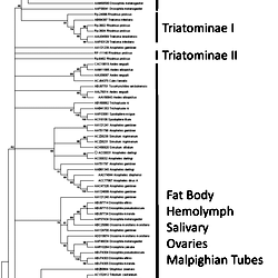 Cladogram of insect Lysozymes from glycoside hydrolase Family 22.