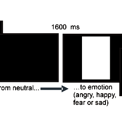 Example trial of the passive viewing task.