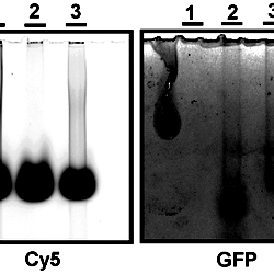 Electrophoretic Mobility Shift Assay.