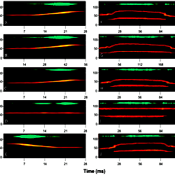 Vocalization spectrograms.