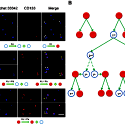 Divisions and transitions of CSCs/NSCCs as well as kinetics and scheme ...