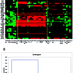 Heat map and dendrogram based on agglomerative hierarchical clustering ...