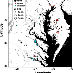 Map of positive eDNA detections broken down by species (alewife or ...