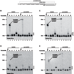 Nucleotide Misincorporation by Translesion and Repair DNA Polymerases ...