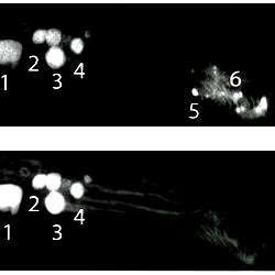 Representative images of mouse colon.