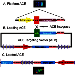 The schematics of the site-specific integration process by which the ...