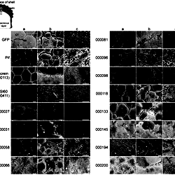 Scanning electron microscopy of the prismatic and nacreous layers, and ...