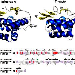 Structural comparison of THOV and IAV PB2 627-domain.