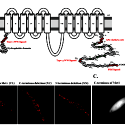 Characterization of Mct1 expression patterns in cells transfected with ...