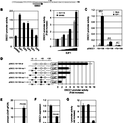 Regulation of DSCC1 promoter activity by E2F transcription factor.