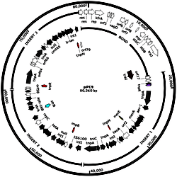 The pPC9 map.