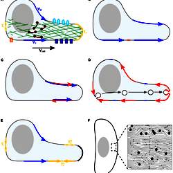 Possible types of membrane flow.