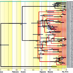 Chronogram resulting from analysis of data set 2 (a large sample of ...
