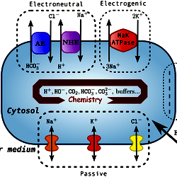 Cell model.