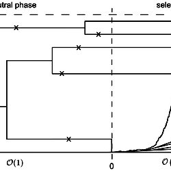 The structured coalescent.