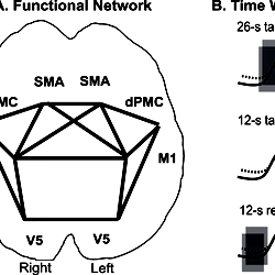 Schematic representation of functional network.