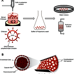 Microencapsulation through complex coacervation and modular assembly.