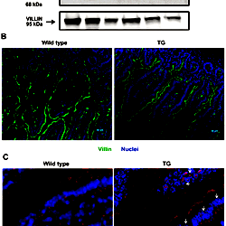 Distribution of active SREBP2 in ISR2 mice.