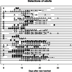 Detection patterns for each tagged adult.