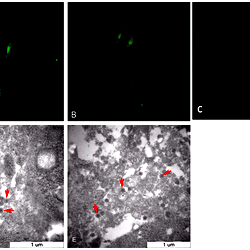 The identification of the rescued viruses by IFA and electron microscopy.
