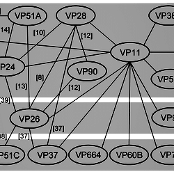 An interactome diagram showing the relationships among the indicated ...
