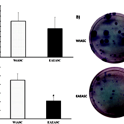 Colony forming unit assays for EAEASCs and WtASCs.