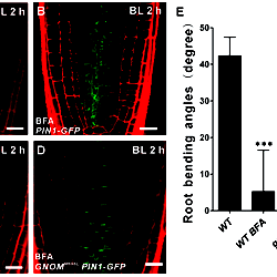 Involvement of the BFA-sensitive, GNOM-dependent trafficking pathway in ...