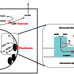 Model of phenformin and oxamate activity in tumor cells.