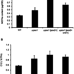 MCFAs analysis of the cell extracts.