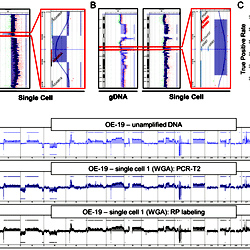 PCR-based PCR-T2 labeling technique vs. RP labeling.