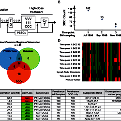 Molecular findings in individual DCCs over the course of systemic ...