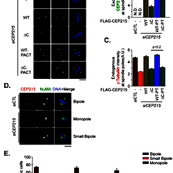 Spindle defects in cells rescued with the CEP215-truncated mutants.