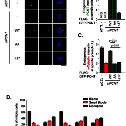 Spindle defects in cells rescued with the pericentrin mutant.