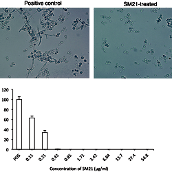 Y-H inhibition by SM21.