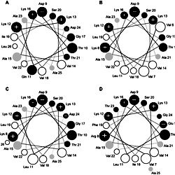 Helical wheel projections of the four peptides that were synthesized ...