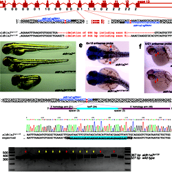 Mutagenesis of aldh1a2.