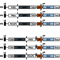 Construction of DR5::GUS reporter vectors on the basis of A and C ...