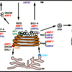 Interactions between ARFs and ARF-GEFs in various trafficking pathways in Arabidopsis (model).