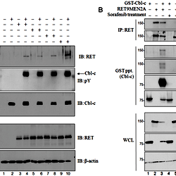 Cbl binds RET and MEN2A kinases.