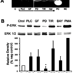 ERK1/2 becomes activated independently of PKC and ROS on Don Q cells ...
