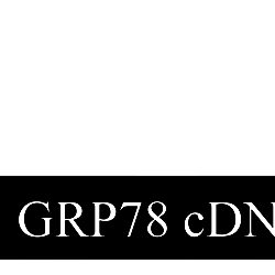 Schematic illustration of the pIRES2-AcGFP1 plasmid constructs used in the present study.