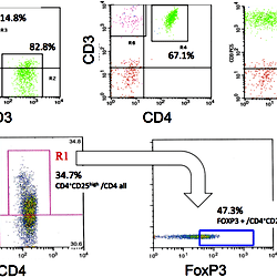 A representative schema of flow cytometric analysis of lymph nodes.