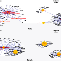 Gene-concept networks by gene ontology analysis for radiation treated ...