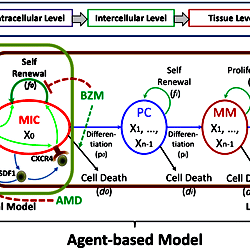 A sketch of ABM model.